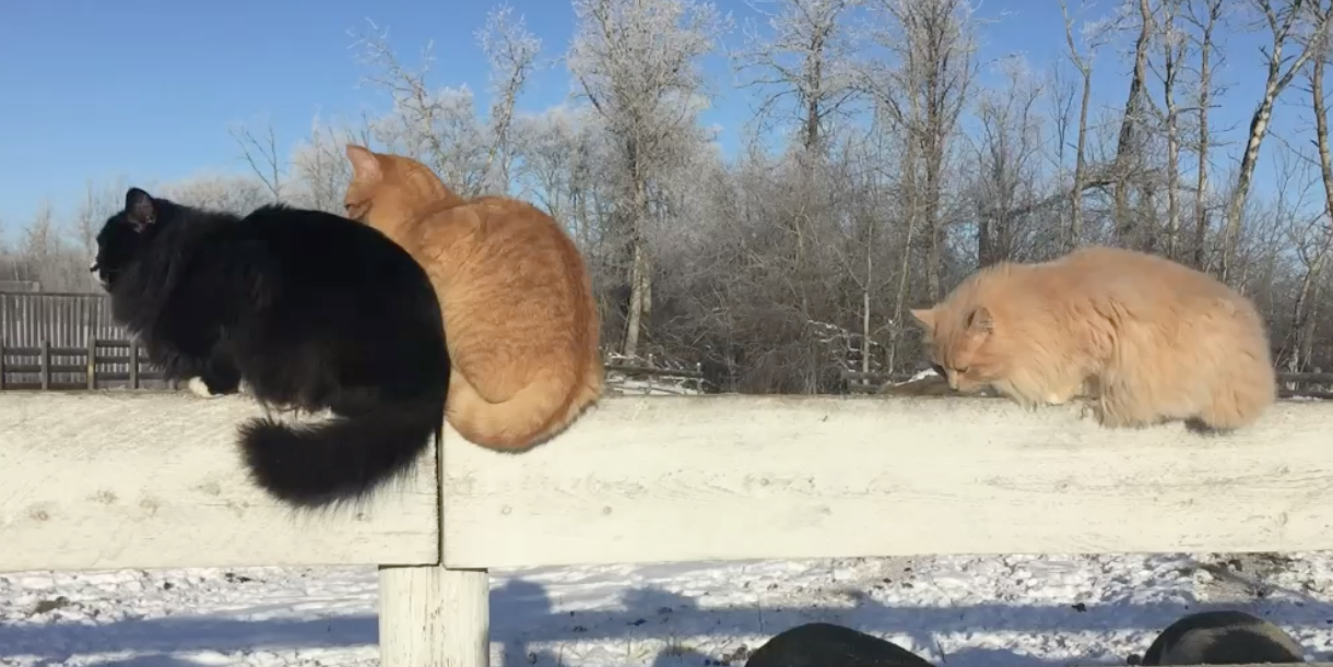 Barn Yard Tour with the Animals | Livin' the Country Life